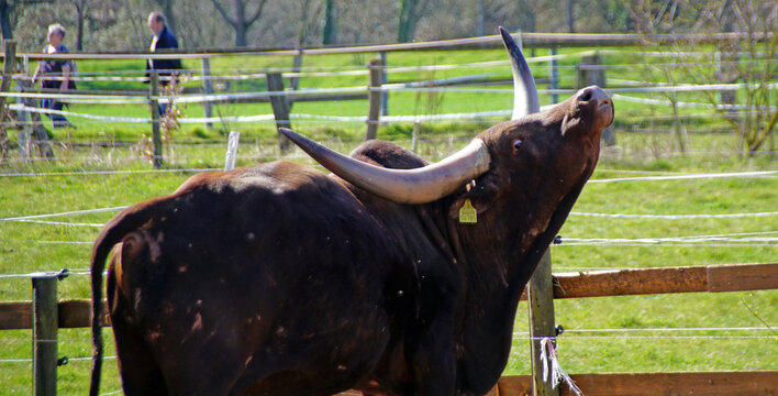 Auerrind Bilder – Durchsuchen 125 Archivfotos, Vektorgrafiken und ...