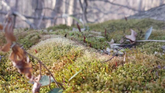 Seta Images – Browse 19,558 Stock Photos, Vectors, and Video | Adobe Stock