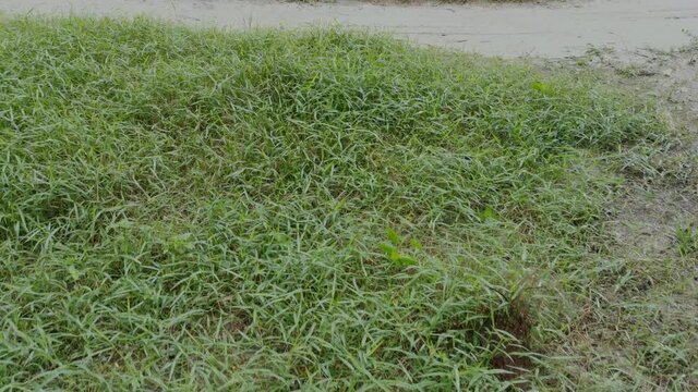 รูปภาพArugampul – เลือกดูภาพถ่ายสต็อก เวกเตอร์ และวิดีโอ36 | Adobe Stock