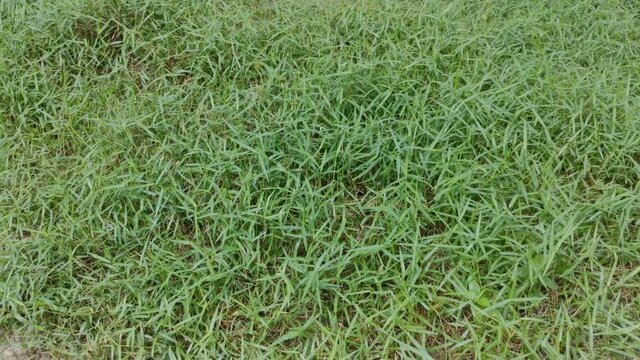 รูปภาพArugampul – เลือกดูภาพถ่ายสต็อก เวกเตอร์ และวิดีโอ36 | Adobe Stock