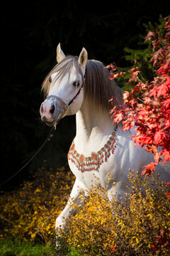 รูปภาพZuchthengst – เลือกดูภาพถ่ายสต็อก เวกเตอร์ และวิดีโอ1,208 | Adobe ...