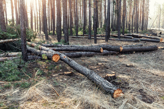 Overexploitation Images – Browse 11,416 Stock Photos, Vectors, and ...