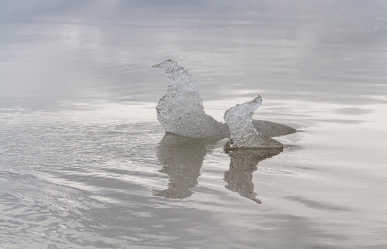 Birdlike Bilder – Durchsuchen 1,800 Archivfotos, Vektorgrafiken und ...