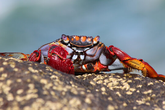 รูปภาพKrebstier – เลือกดูภาพถ่ายสต็อก เวกเตอร์ และวิดีโอ2,869 | Adobe Stock