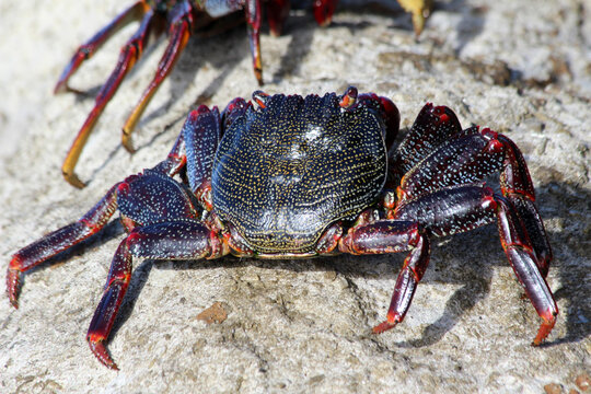 Imagens de Krebstier – Explore Fotografias do Stock, Vetores e Vídeos ...