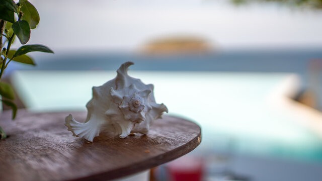 "Dead Coral Reef" Images – Browse 77 Stock Photos, Vectors, and Video ...