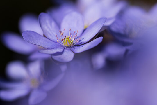รูปภาพLeberblume – เลือกดูภาพถ่ายสต็อก เวกเตอร์ และวิดีโอ99 | Adobe Stock