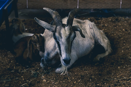 Gringo Images – Browse 550 Stock Photos, Vectors, and Video | Adobe Stock