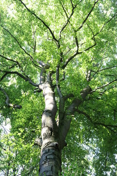 Buchenbaum bilder – Bläddra bland 281 stockfoton, vektorer och videor ...