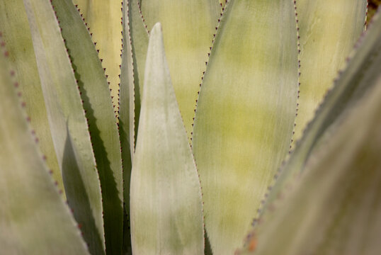 Penca 이미지 – 찾아보기 731 스톡 사진, 벡터 및 비디오 | Adobe Stock