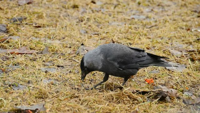 รูปภาพJackdaw – เลือกดูภาพถ่ายสต็อก เวกเตอร์ และวิดีโอ24,446 | Adobe Stock