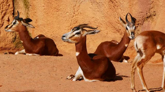 「Addra」の画像 - 475 件の Stock 写真、ベクターおよびビデオ | Adobe Stock