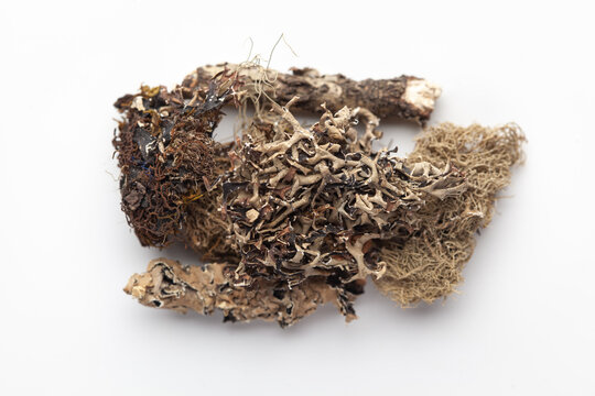 Lichen Spice
