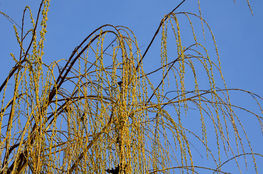 Imágenes de Torzo: descubre bancos de fotos, ilustraciones, vectores y ...