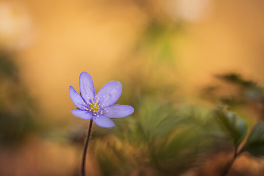 รูปภาพLeberblume – เลือกดูภาพถ่ายสต็อก เวกเตอร์ และวิดีโอ99 | Adobe Stock