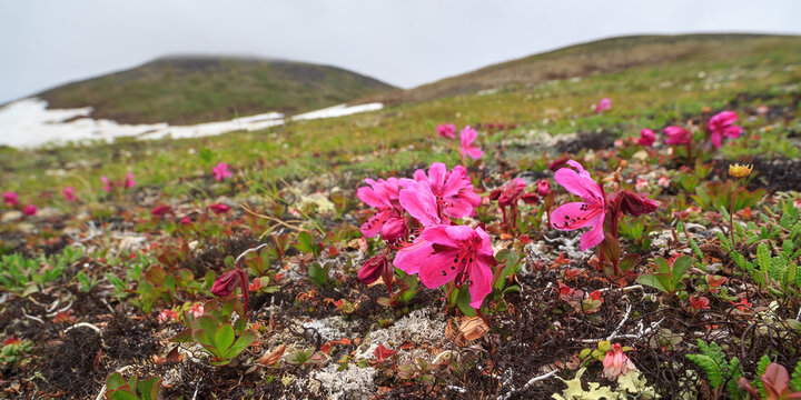 Pink Arctic Tundra