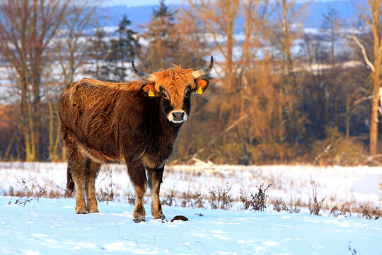 Auerrind Bilder – Durchsuchen 125 Archivfotos, Vektorgrafiken und ...