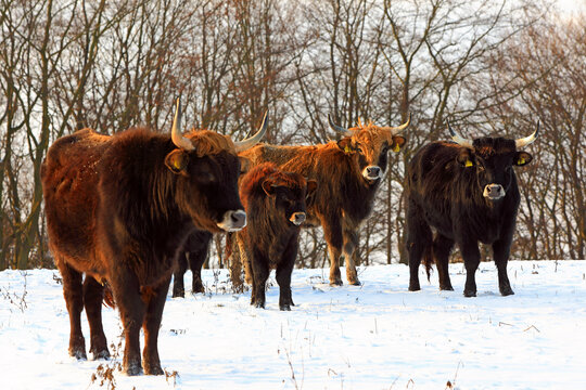 Auerrind Bilder – Durchsuchen 125 Archivfotos, Vektorgrafiken und ...