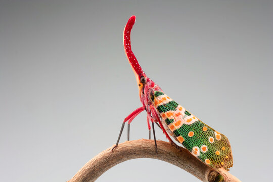 Colorful Bug Colorful Bug