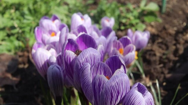Crocus Video Footage – Browse 5,836 HD Stock Video and Footage | Adobe ...