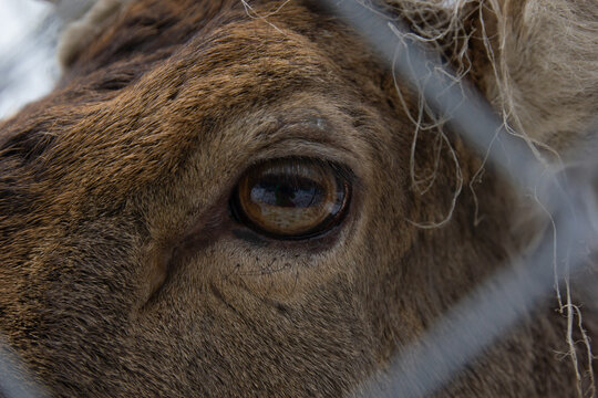 "Deer Eye" Images – Browse 790 Stock Photos, Vectors, and Video | Adobe ...