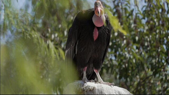California Condor Images – Browse 2,089 Stock Photos, Vectors, and ...