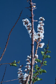 47 BEST Chabacano IMAGES, STOCK PHOTOS & VECTORS | Adobe Stock