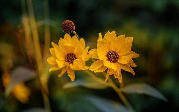 "False Sunflower" Bilder – Durchsuchen 994 Archivfotos, Vektorgrafiken ...