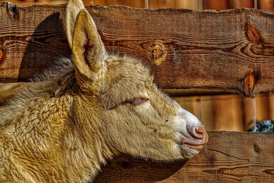 Rotarschpavian-Bilder: Stock-Fotos & -Videos. | Adobe Stock