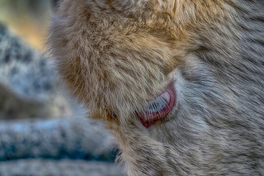 Rotarschpavian-Bilder: Stock-Fotos & -Videos. | Adobe Stock