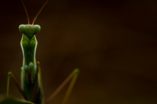 Praying Mantis Closeup Images – Browse 36,520 Stock Photos, Vectors ...