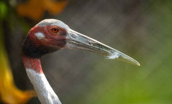 รูปภาพSaru – เลือกดูภาพถ่ายสต็อก เวกเตอร์ และวิดีโอ1,665 | Adobe Stock