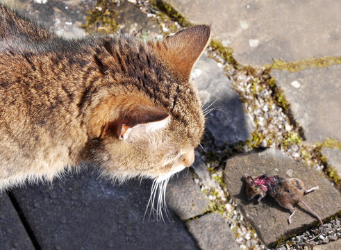 รูปภาพKatz – เลือกดูภาพถ่ายสต็อก เวกเตอร์ และวิดีโอ1,714 | Adobe Stock