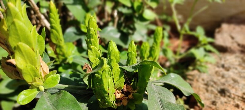 Acrecentar 이미지 – 찾아보기 6,023 스톡 사진, 벡터 및 비디오 | Adobe Stock