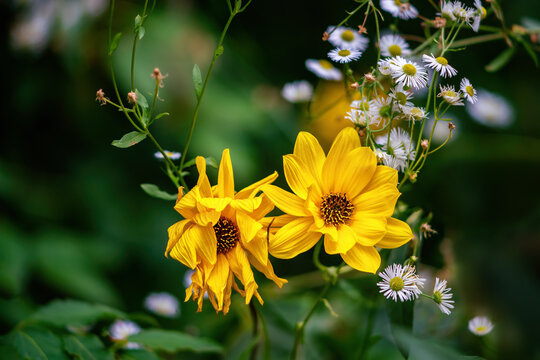 "False Sunflower" Bilder – Durchsuchen 994 Archivfotos, Vektorgrafiken ...