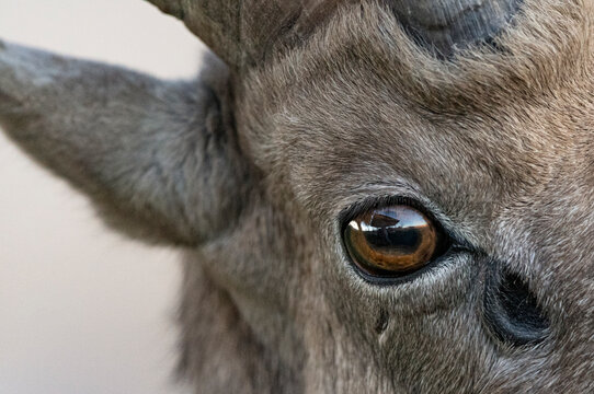 Sheep Eyeball