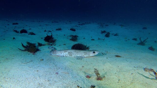 Dogfish bilder – Bläddra bland 693 stockfoton, vektorer och videor ...