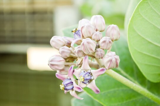 "Calotropis Gigantea" Images – Browse 1,355 Stock Photos, Vectors, and ...