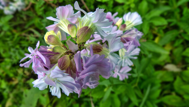 Prode Images – Browse 27 Stock Photos, Vectors, and Video | Adobe Stock