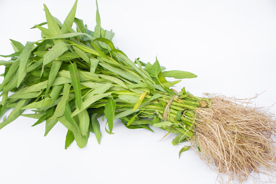 Kangkung 이미지 – 찾아보기 544 스톡 사진, 벡터 및 비디오 | Adobe Stock