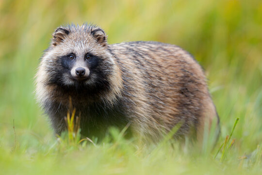 Obrazy (Jenot) — zdjęcia, wektory i wideo bez tantiem (116) | Adobe Stock