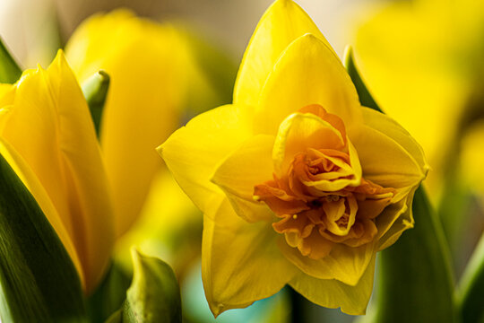 Narcyz Bilder – Durchsuchen 1,921 Archivfotos, Vektorgrafiken und ...