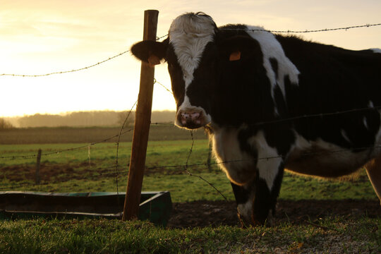 「Ruminer」の画像 - 760 件の Stock 写真、ベクターおよびビデオ | Adobe Stock