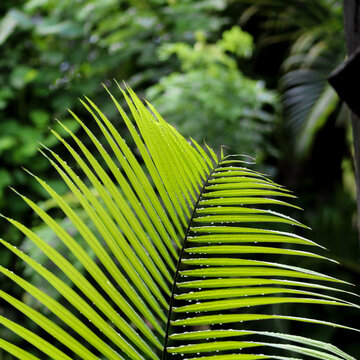 รูปภาพPalmette – เลือกดูภาพถ่ายสต็อก เวกเตอร์ และวิดีโอ1,395 | Adobe Stock