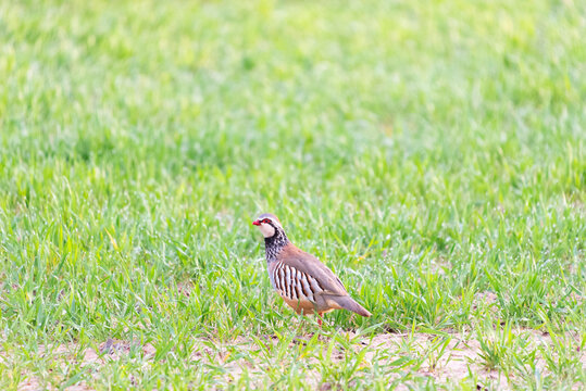 "French Partridge" Bilder – Durchsuchen 305 Archivfotos, Vektorgrafiken ...