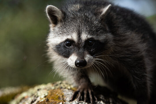 Racon Images – Browse 69 Stock Photos, Vectors, and Video | Adobe Stock