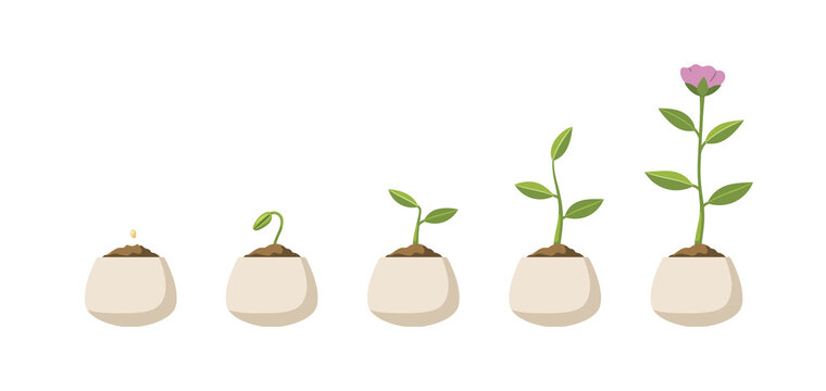 24,753 BEST Flower Blooming Stages IMAGES, STOCK PHOTOS & VECTORS ...