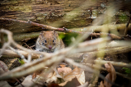 Feldmaus Images – Browse 601 Stock Photos, Vectors, and Video | Adobe Stock