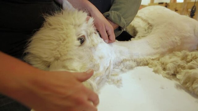 Alpacas Video Footage – Browse 3,962 HD Stock Video and Footage | Adobe ...