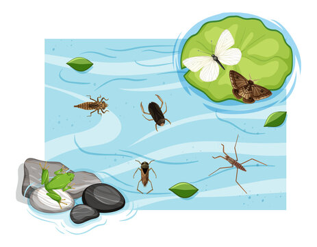 "Aquatic Insects" Images – Browse 949 Stock Photos, Vectors, and Video ...